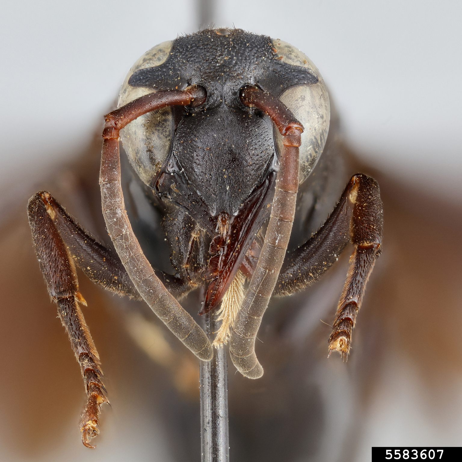 Potter wasp (Anterhynchium fallax)