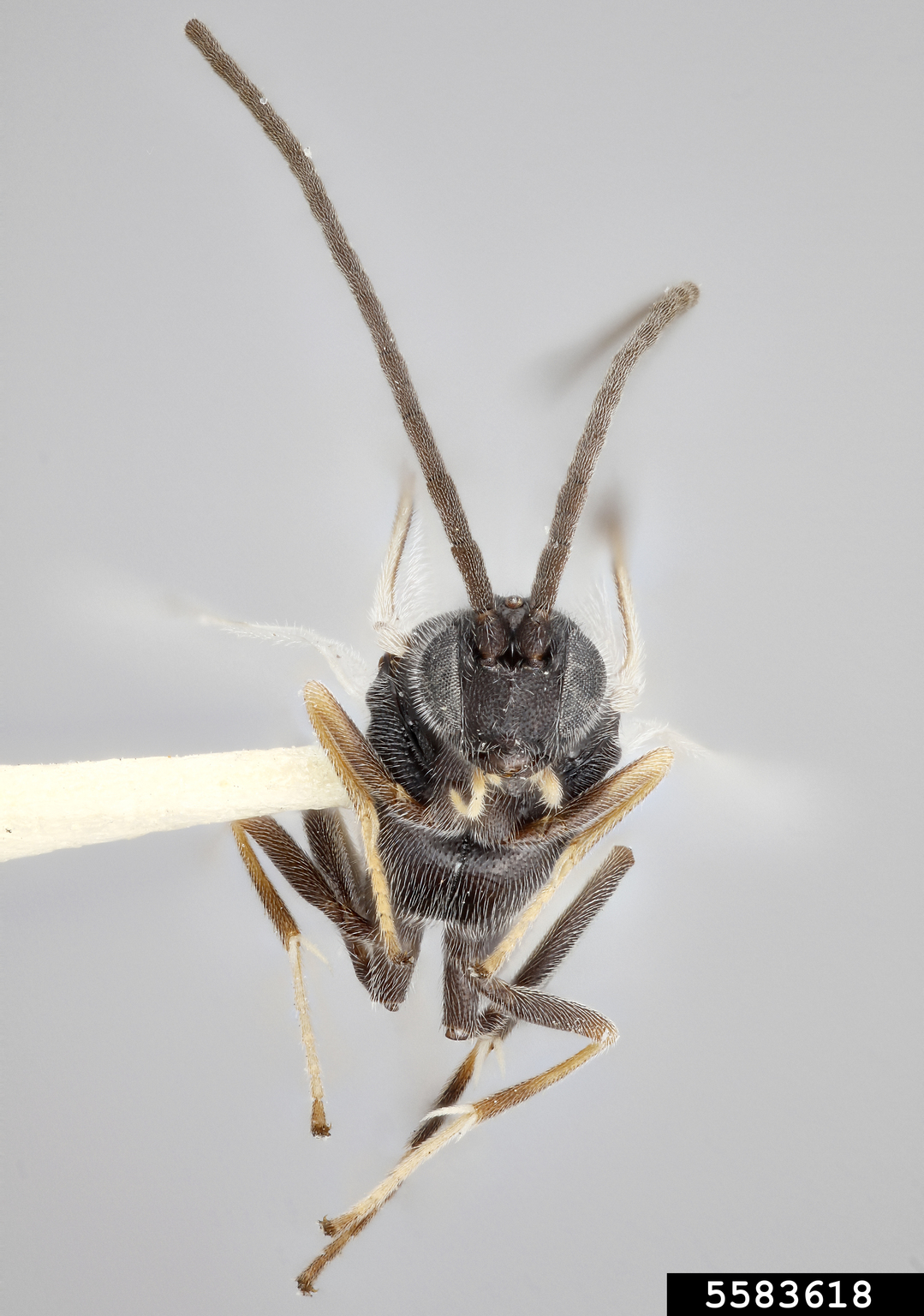 Braconid wasp (Apanteles canarsiae)