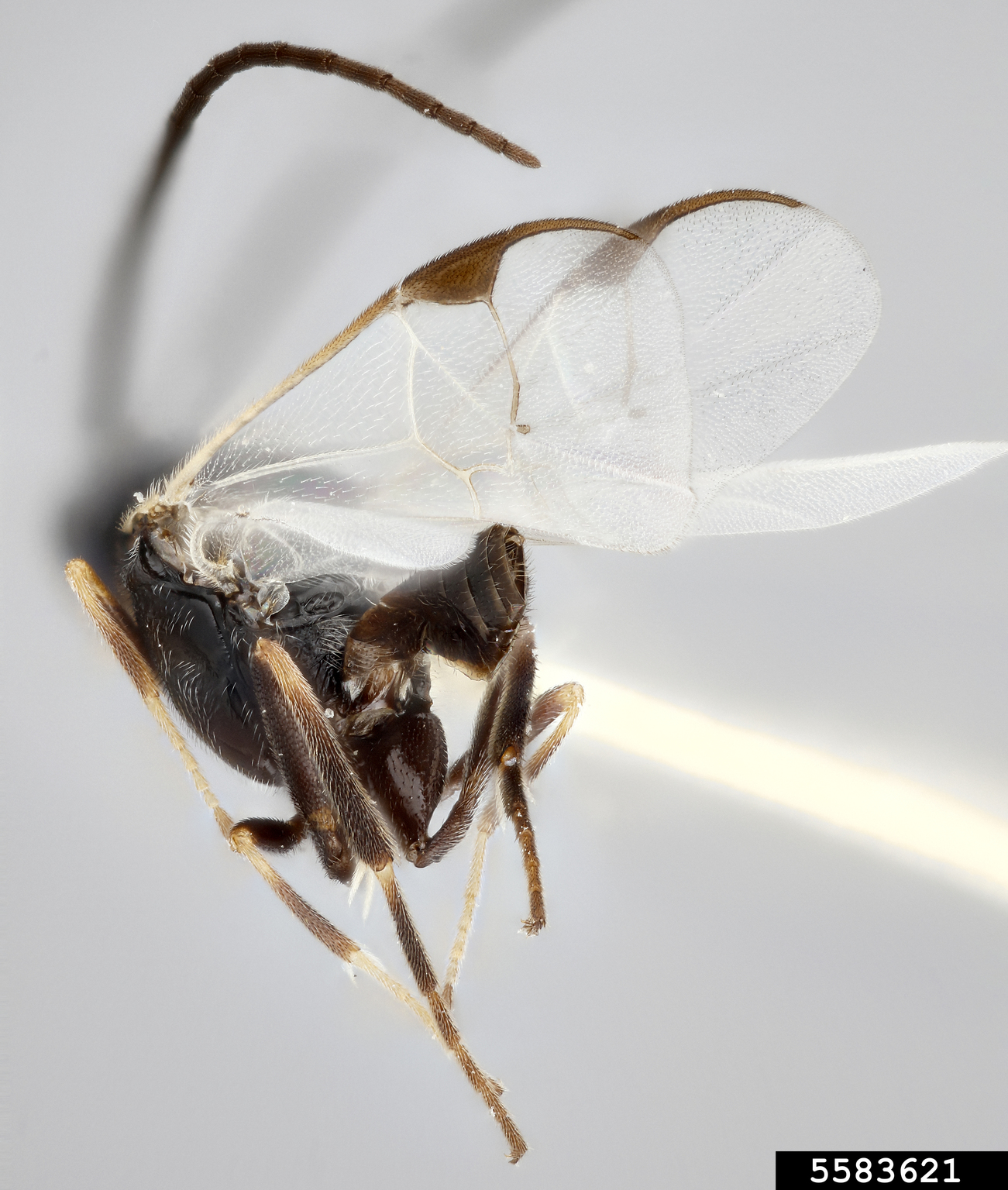 Braconid wasp (Apanteles canarsiae)
