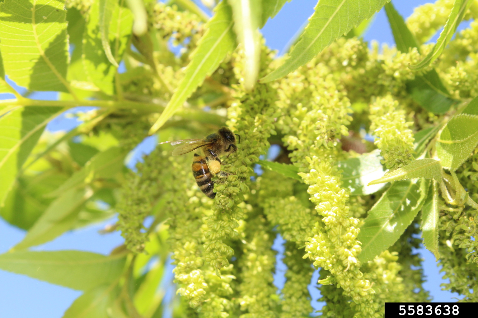 honey bee (Apis mellifera ) on pecan (Carya illinoinensis ) - 5583638