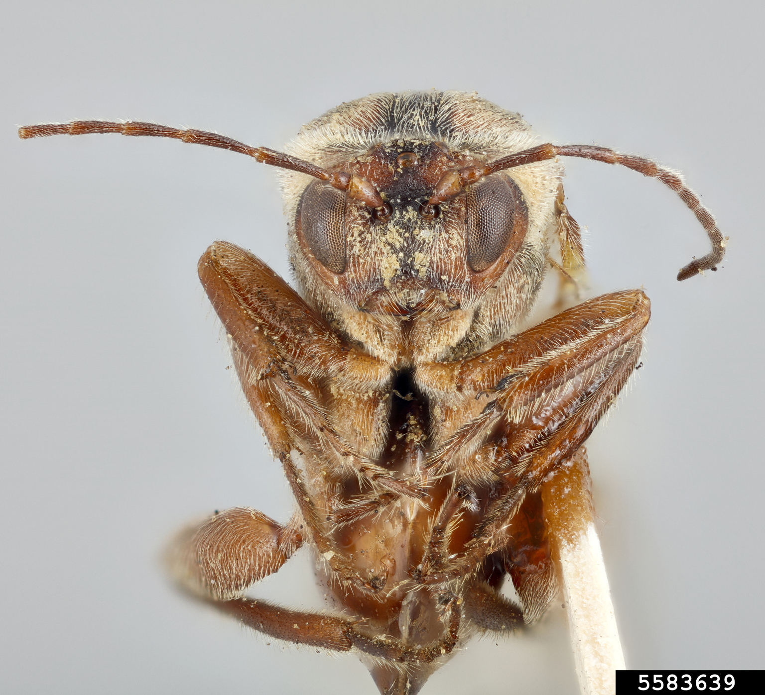 oak bullet gall (Disholcaspis quercusglobulus)