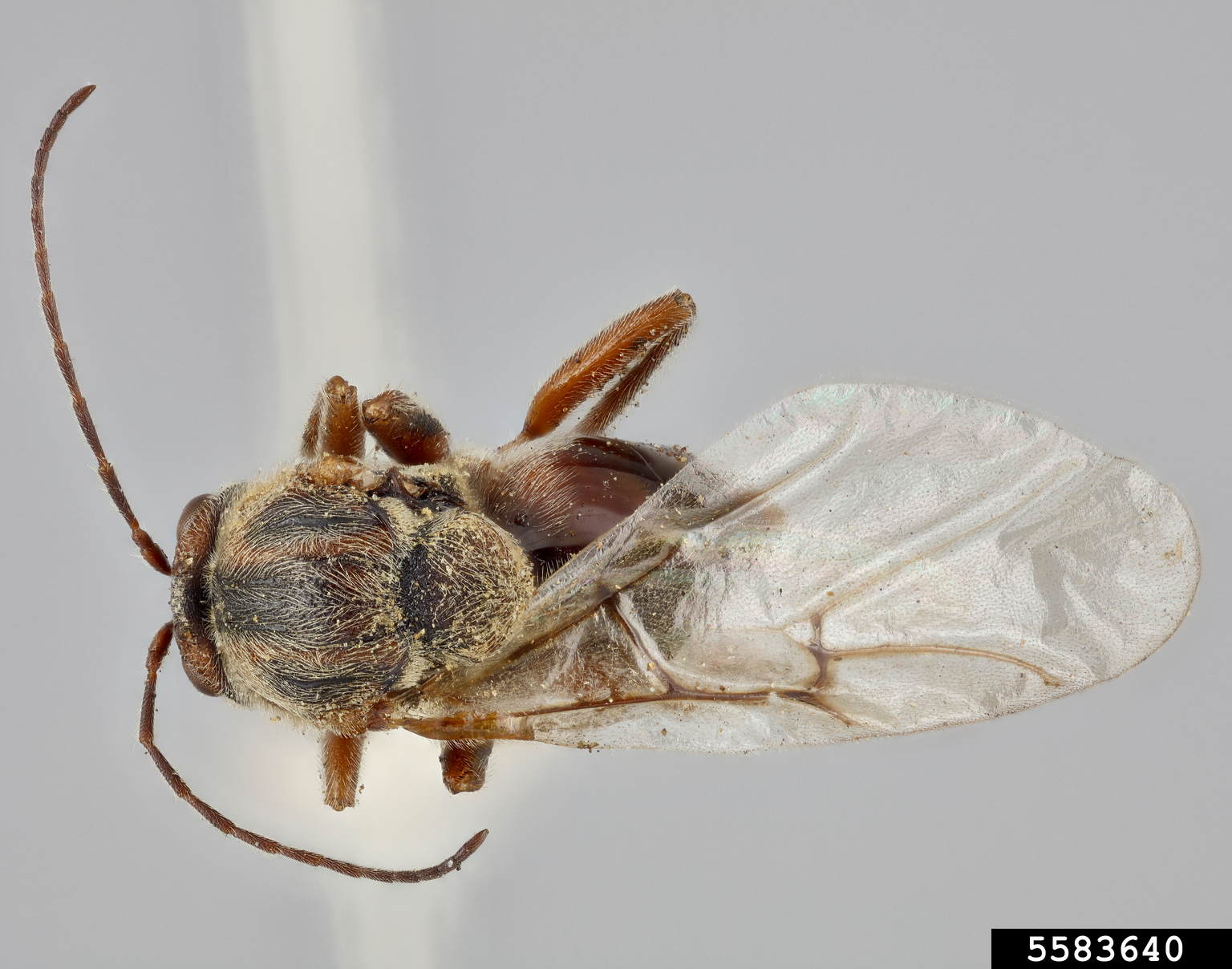 oak bullet gall (Disholcaspis quercusglobulus)