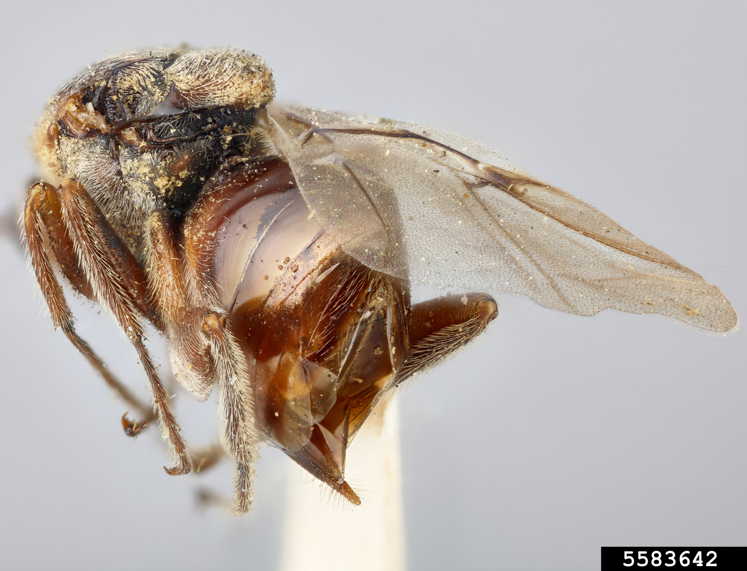 oak bullet gall (Disholcaspis quercusglobulus (Fitch))