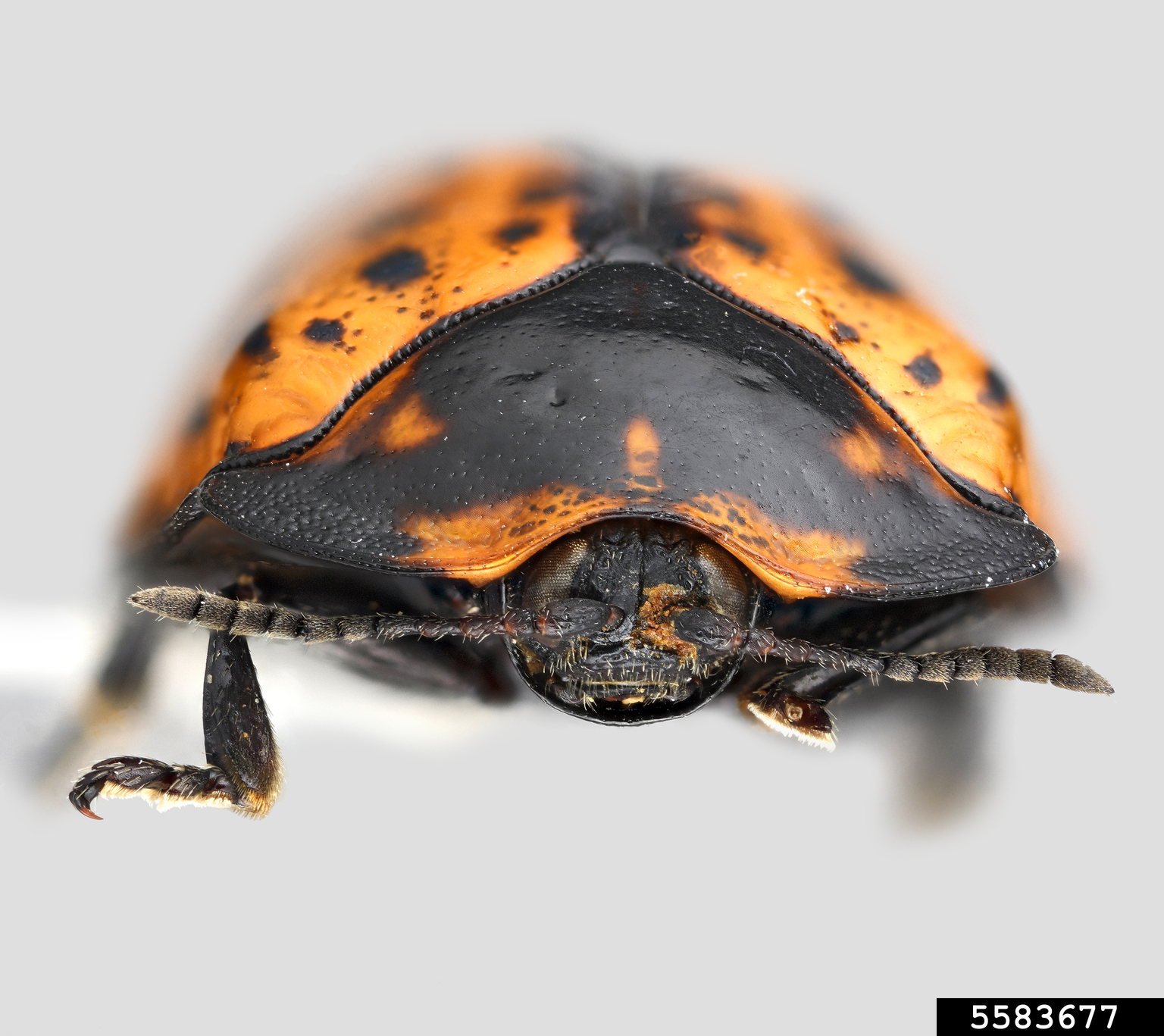 red spotted tortoise beetle (Chelymorpha varians (Blanchard, 1851))