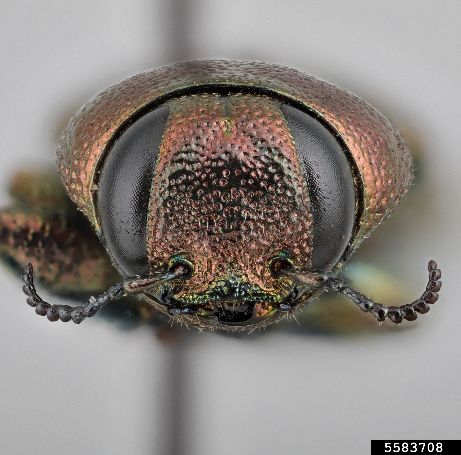 Jewel beetle (Sphaerobothris platti (Cazier, 1938))