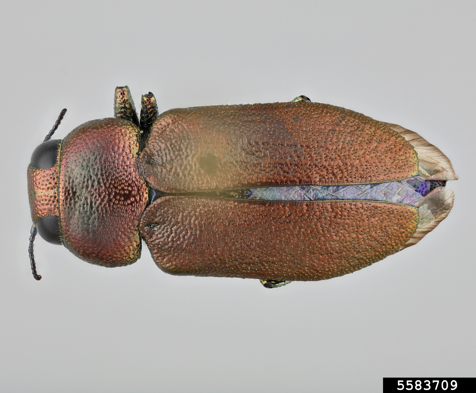 Jewel beetle (Sphaerobothris platti (Cazier, 1938))