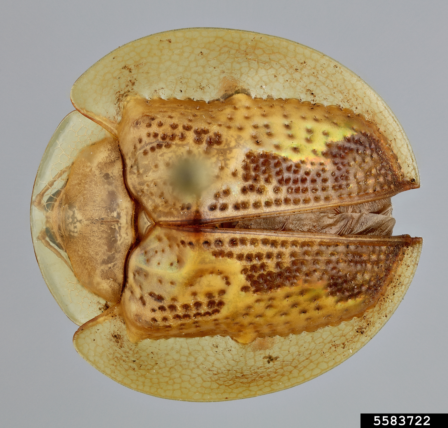 Tortoise beetle (Coptocycla dorsoplagiata Champion, 1894)