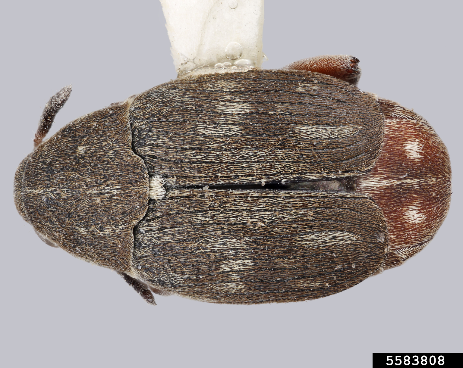 Pea weevil (Mimosestes viduatus)