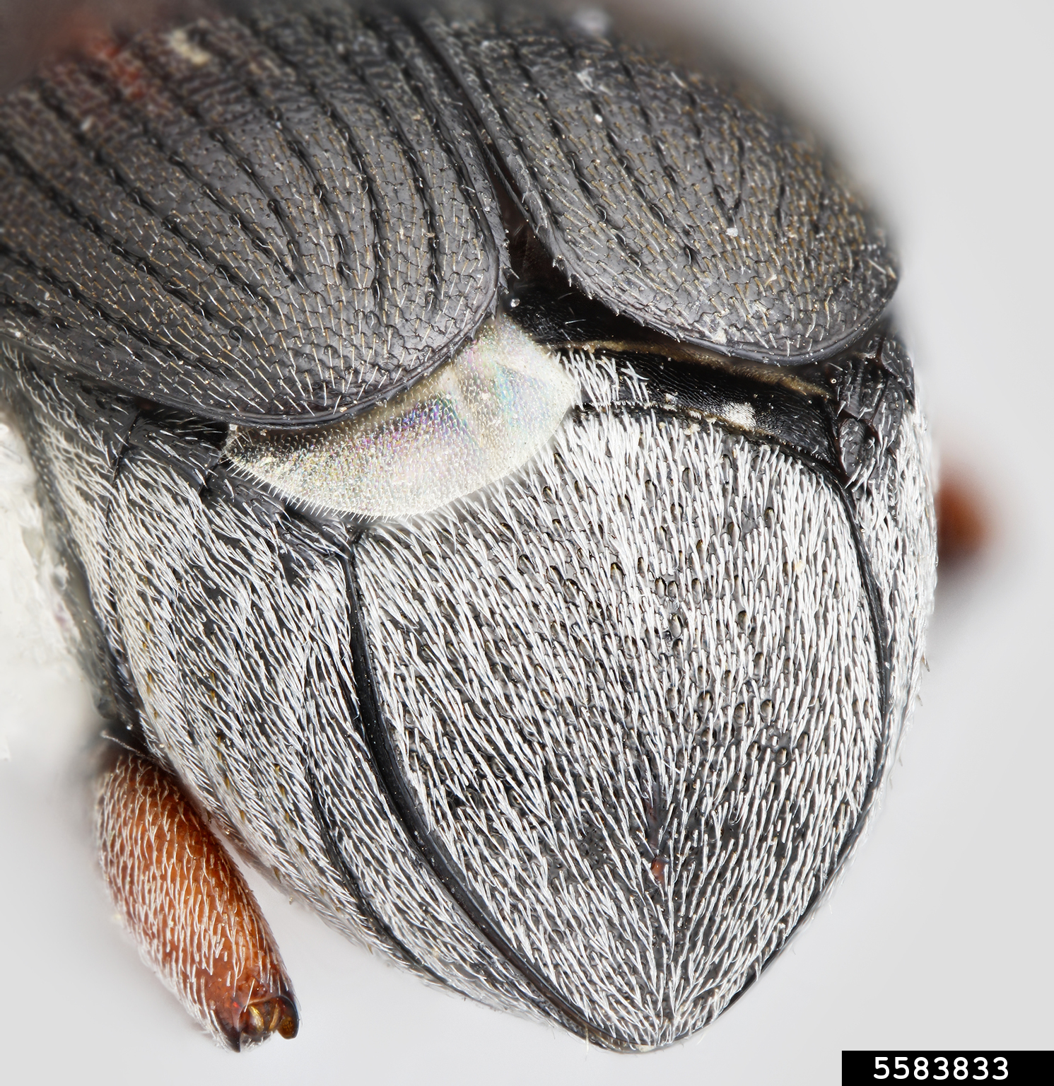 Leaf beetle (Sennius morosus (Sharp, 1885))