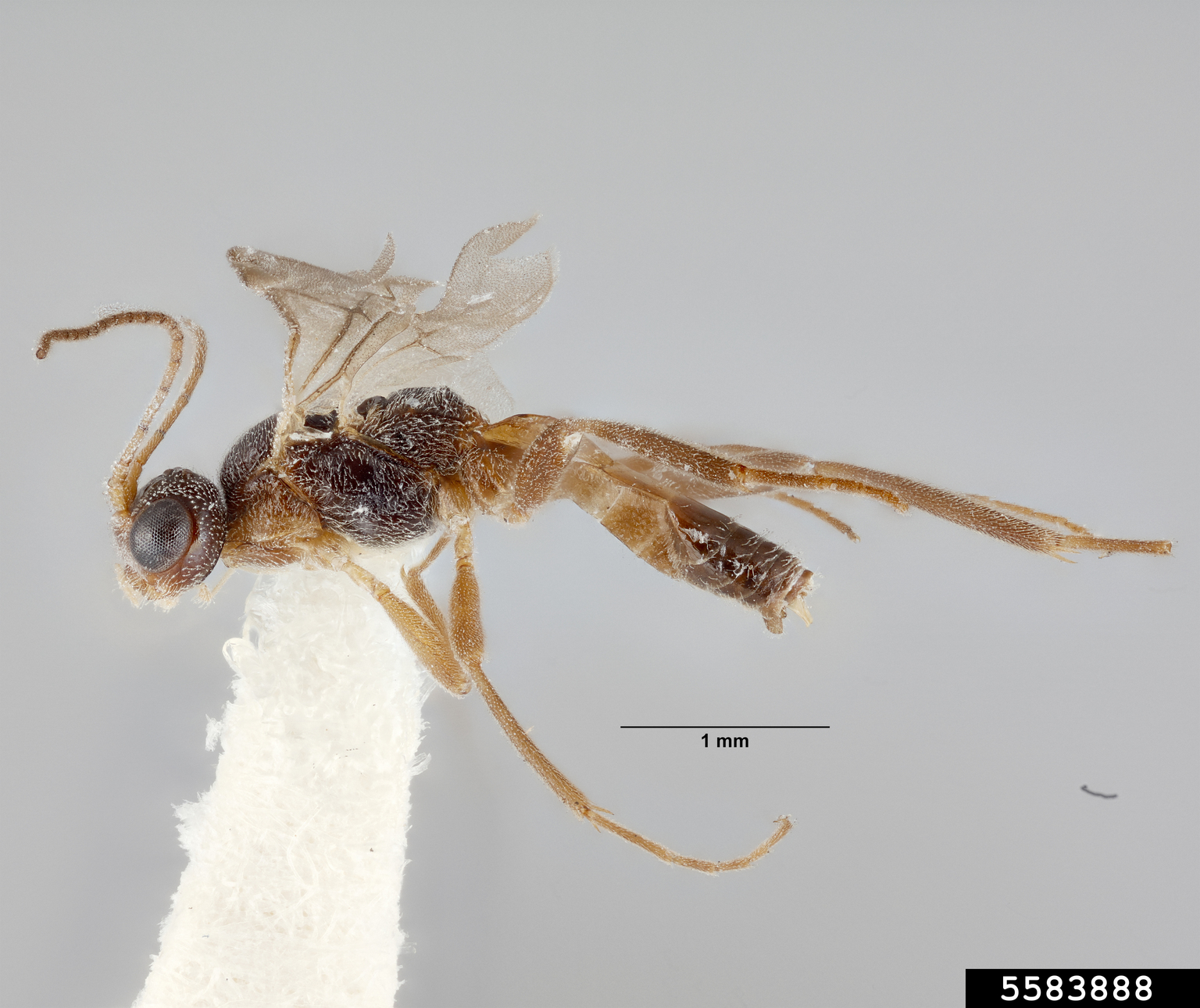 Braconid wasp (Meteorus hypophloei Cushman)