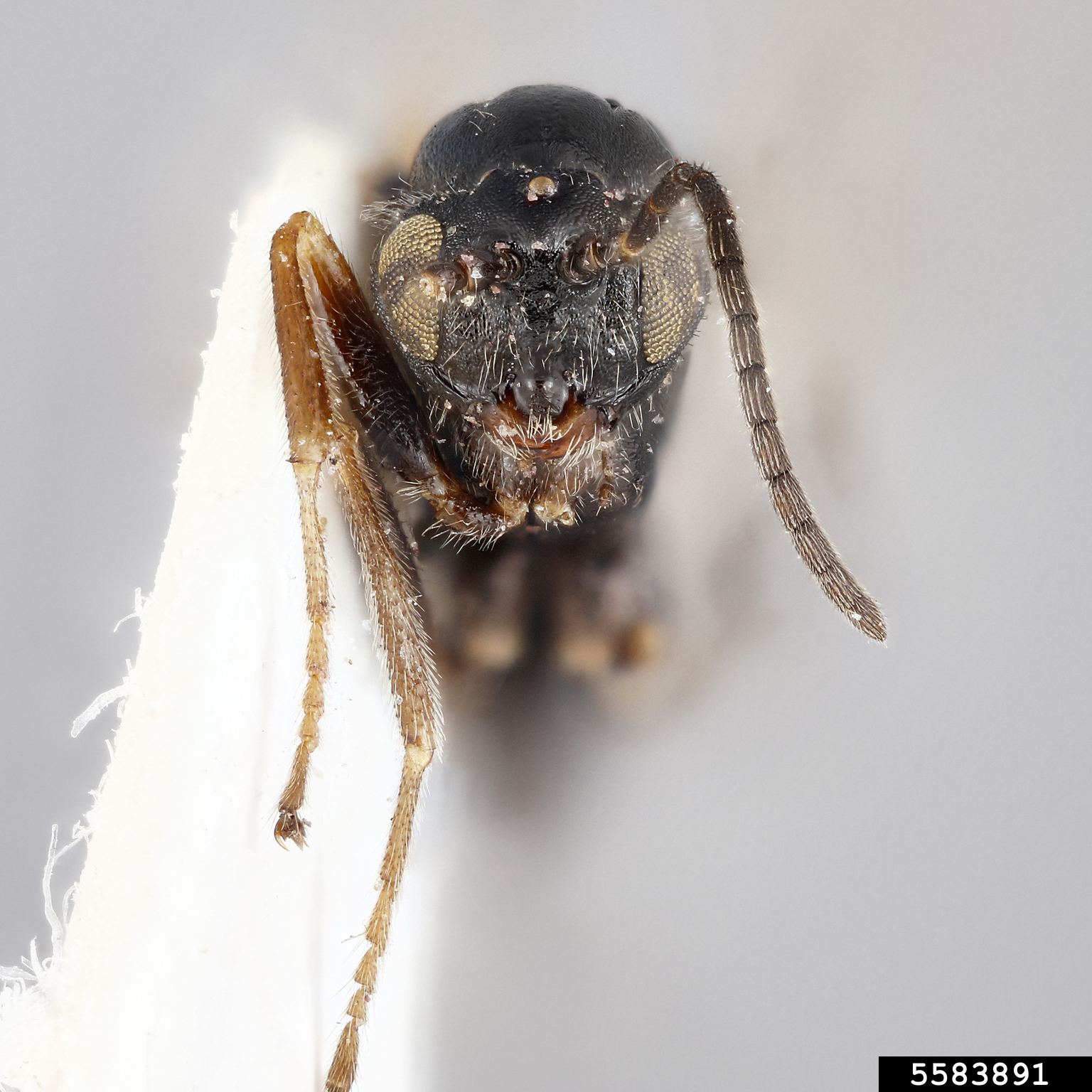 Cynipid gall wasp (Neuroterus numismalis)
