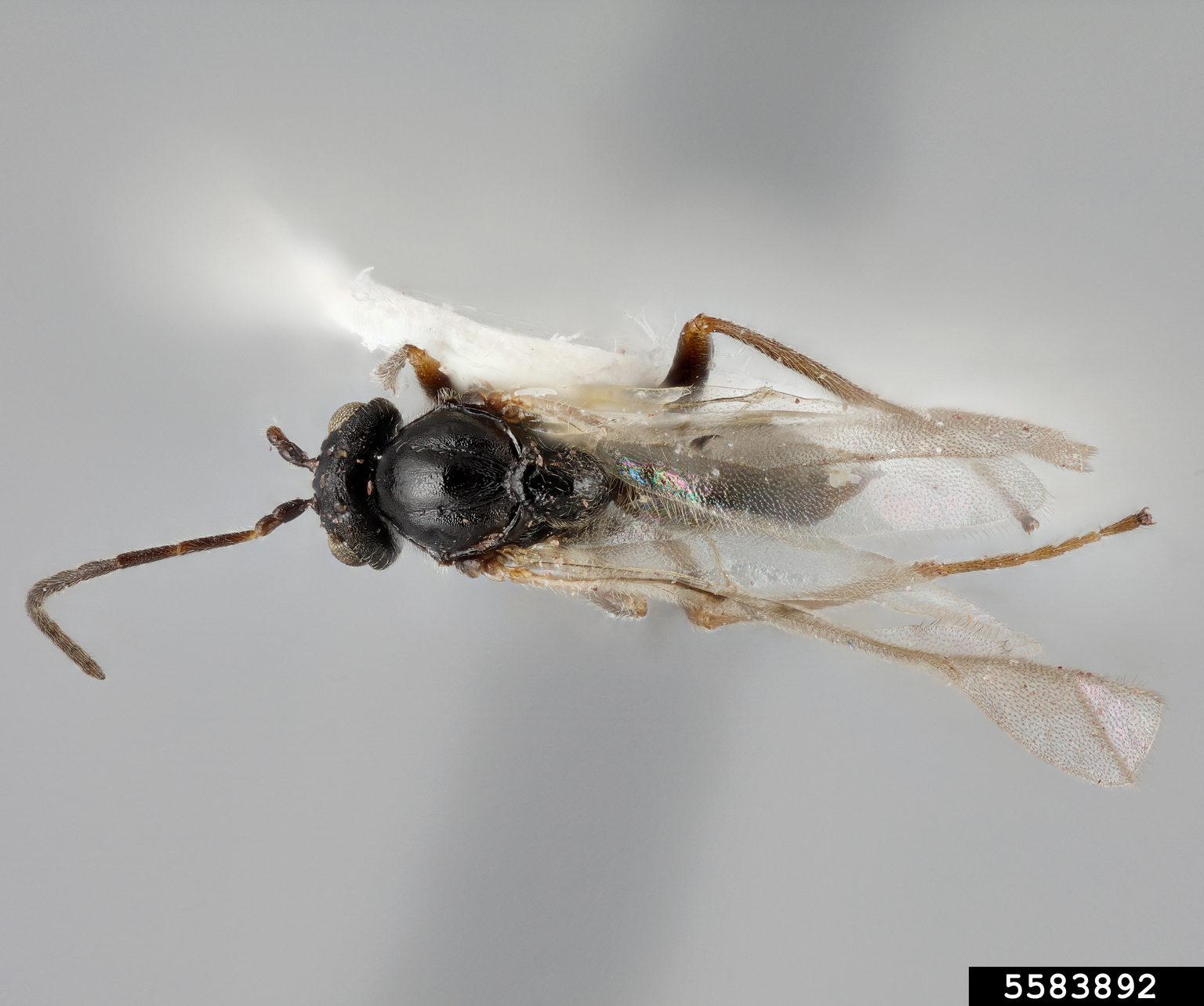 Cynipid gall wasp (Neuroterus numismalis Geoffrey)