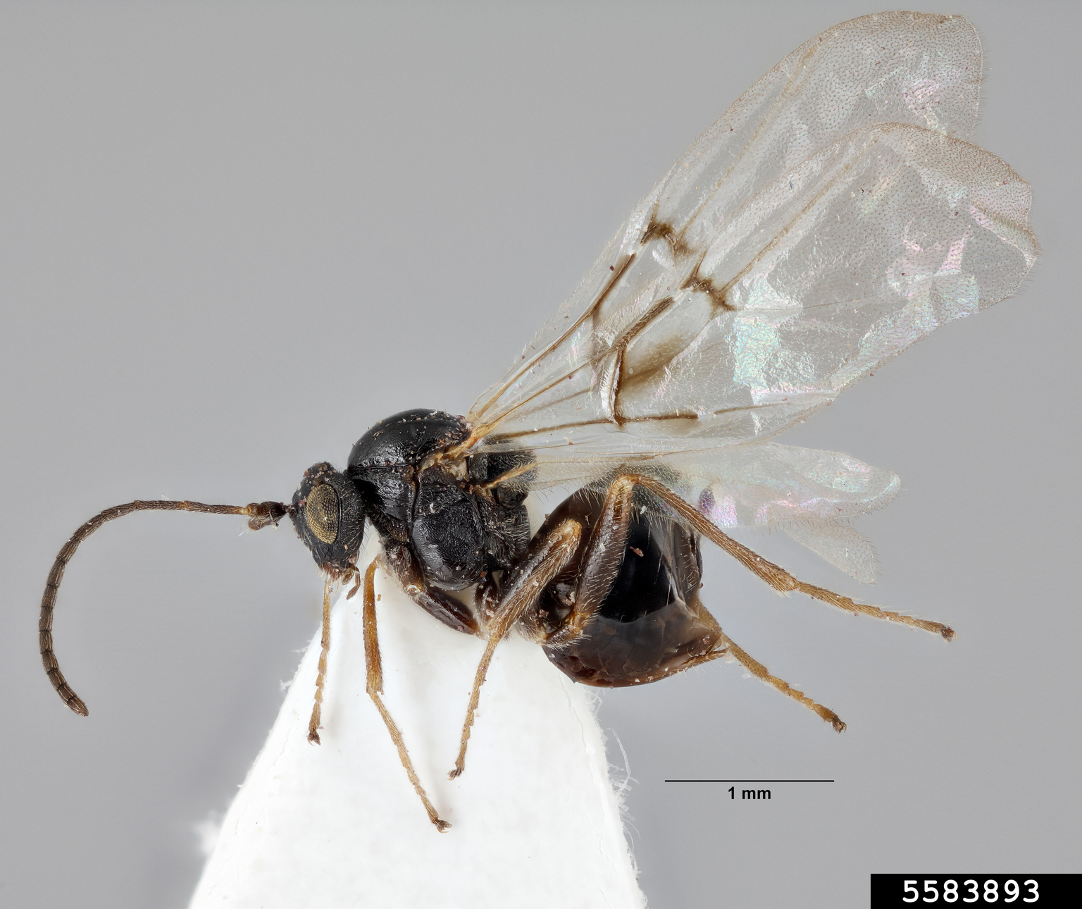 Cynipid gall wasp (Neuroterus numismalis Geoffrey)