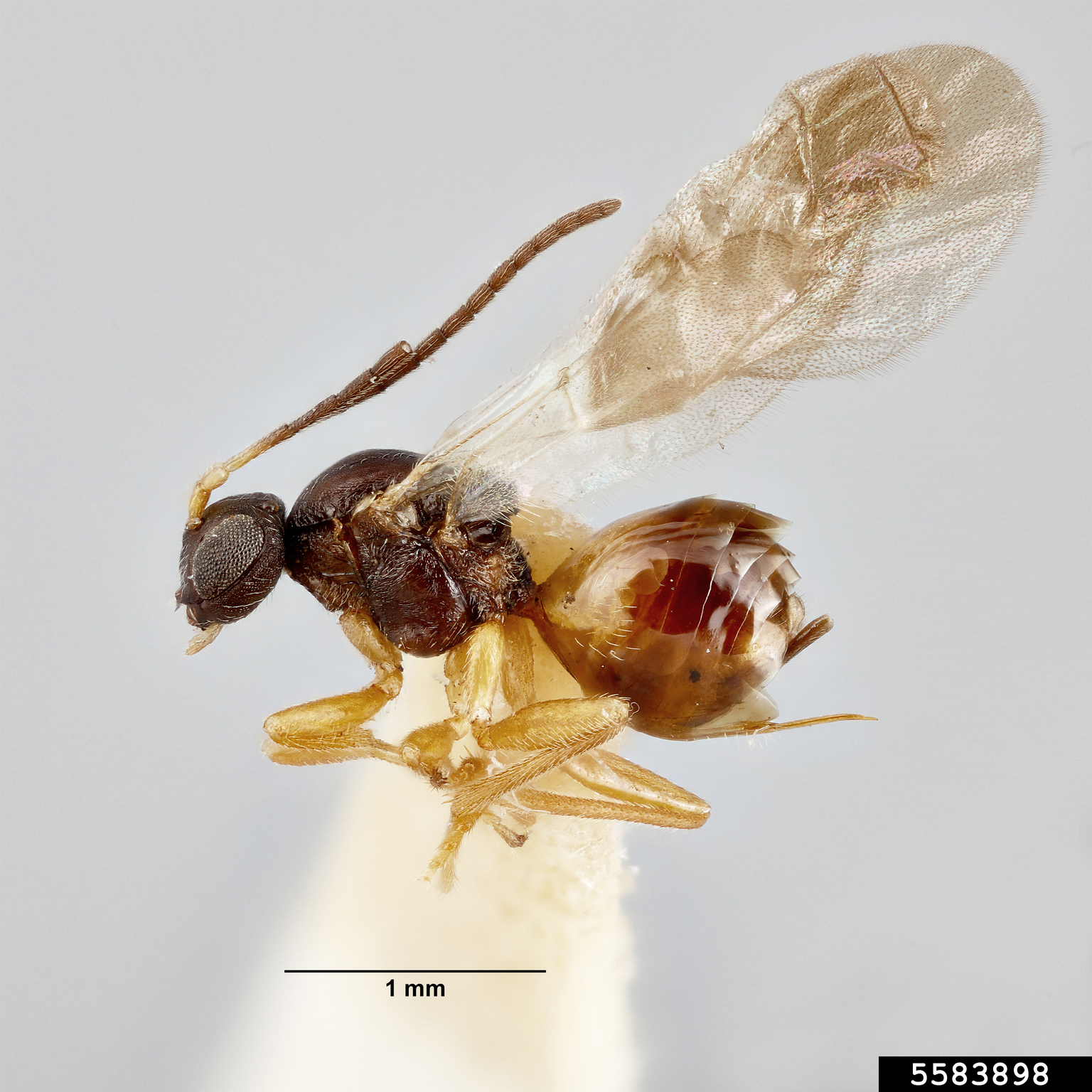 Gall wasp (Neuroterus tricolor)