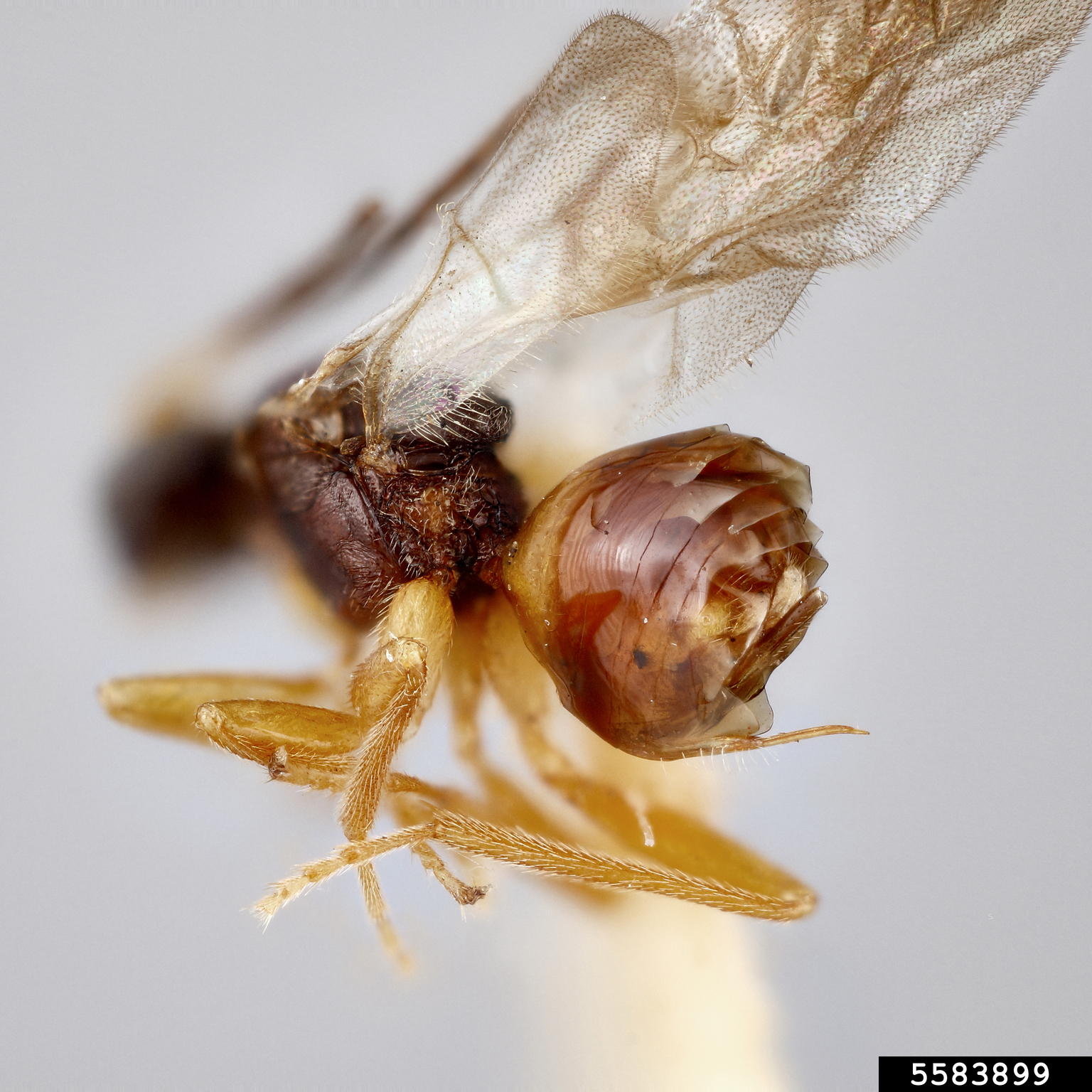 Gall wasp (Neuroterus tricolor)