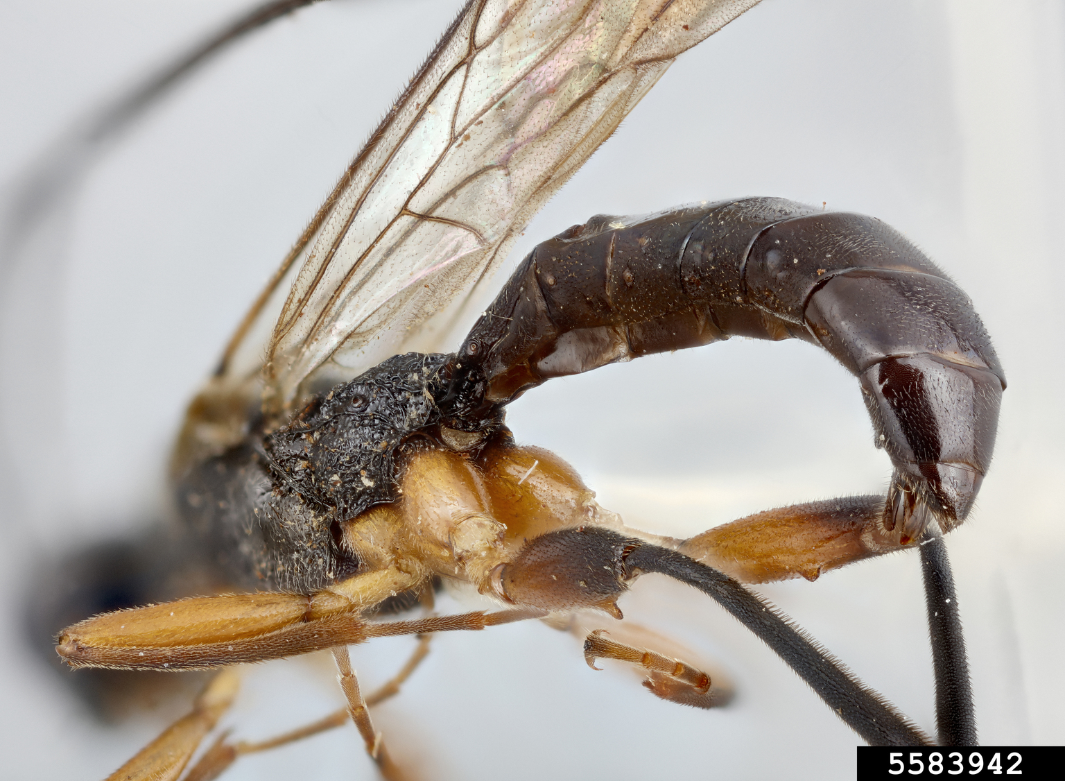 Braconid wasp (Wroughtonia occidentalis (Cresson, 1865))