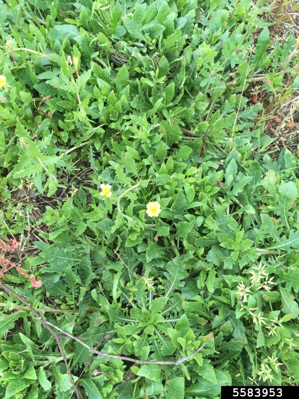 cutleaf evening-primrose (Oenothera laciniata Hill)