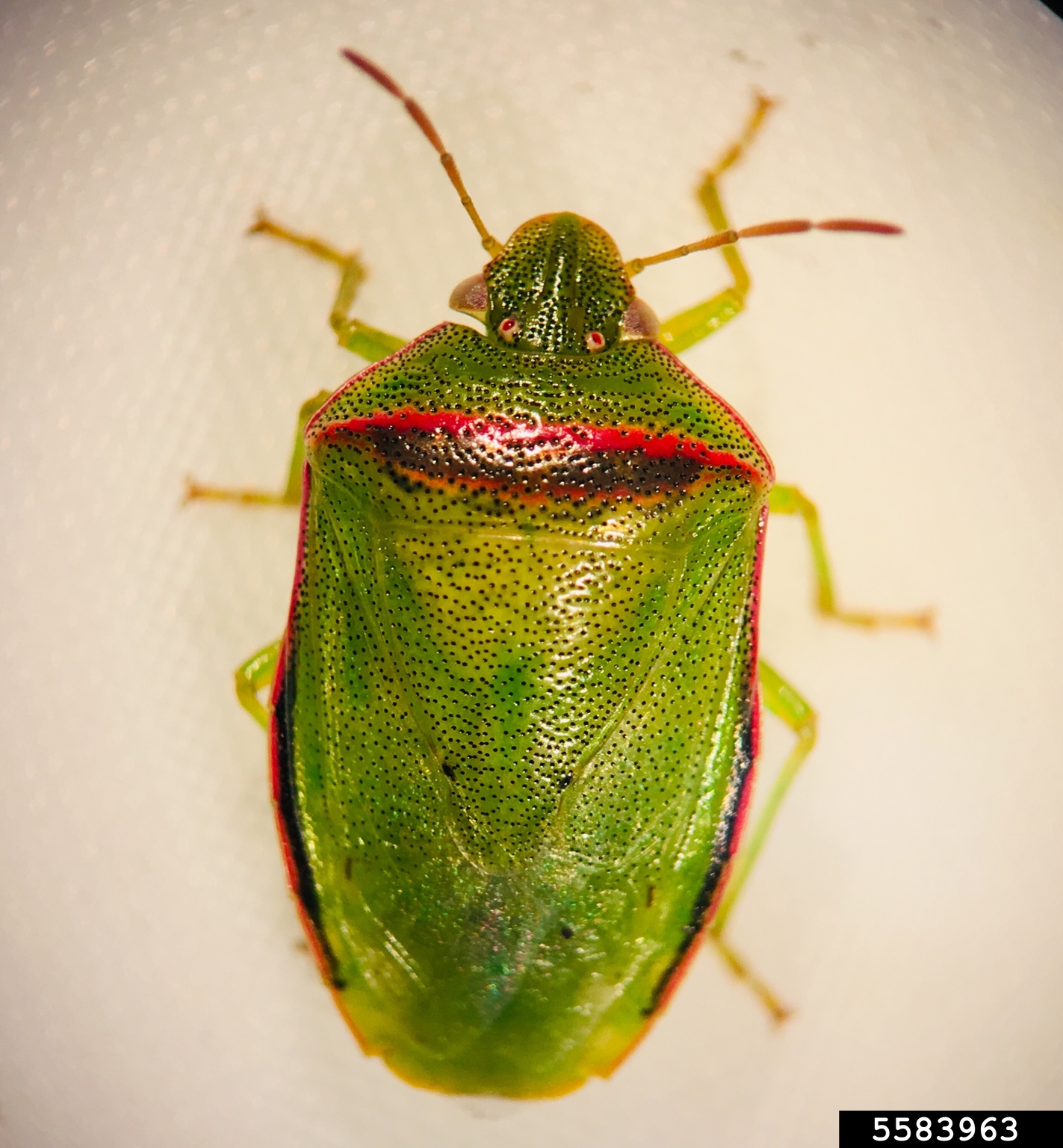 redbanded stink bug, Piezodorus guildinii (Hemiptera: Pentatomidae ...