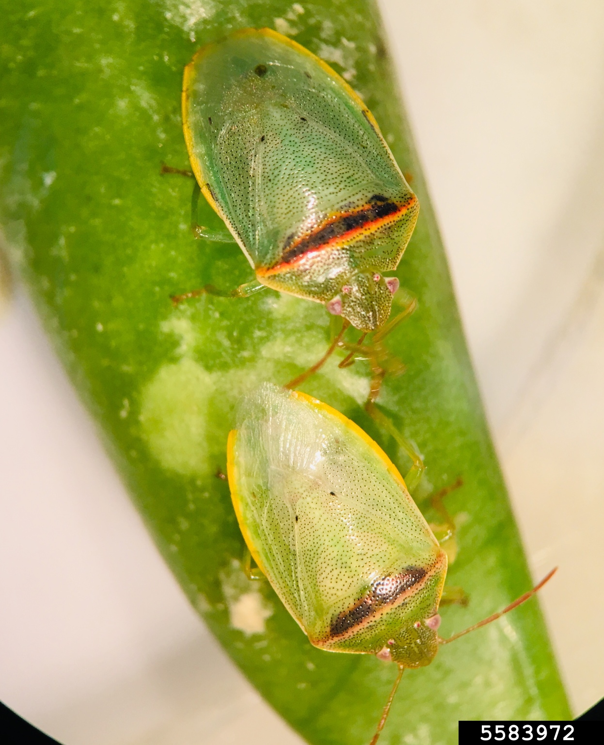 redbanded stink bug (Piezodorus guildinii Westwood)