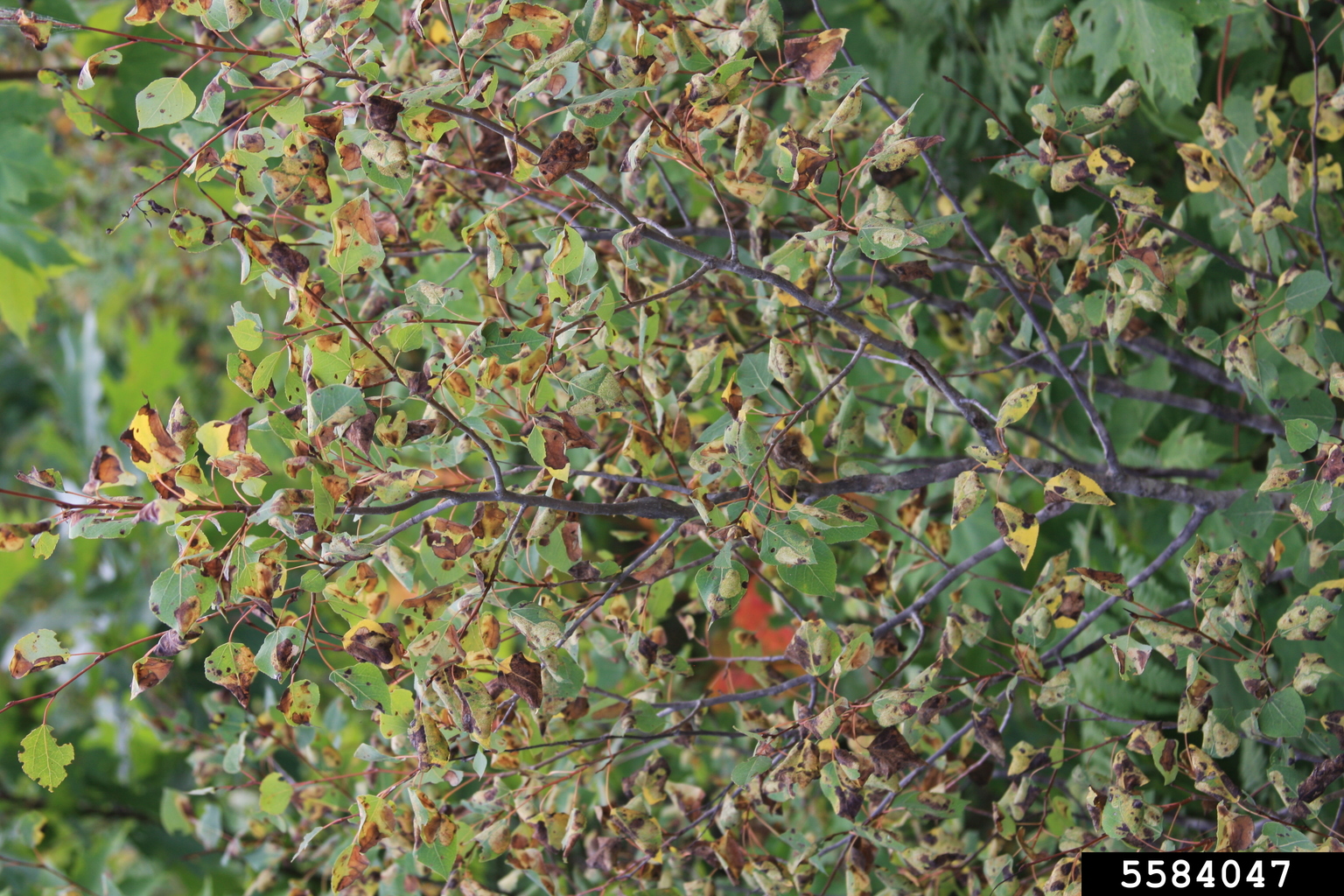 aspen blotchminer (Phyllonorycter apparella (Herrich-Schäffer, 1855))