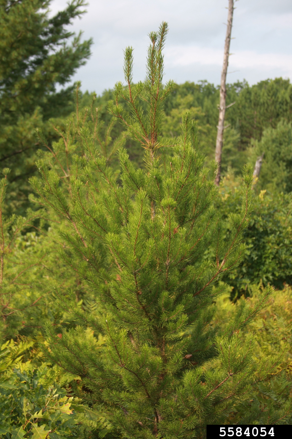 jack pine, Pinus banksiana (Pinales: Pinaceae) - 5584054