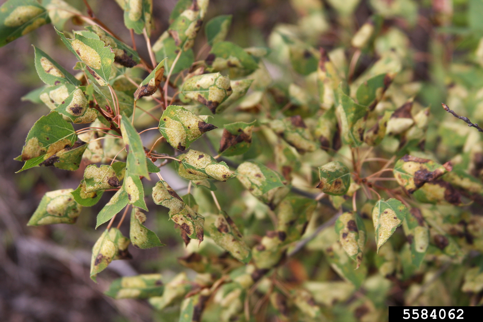 aspen blotchminer (Phyllonorycter apparella (Herrich-Schäffer, 1855))