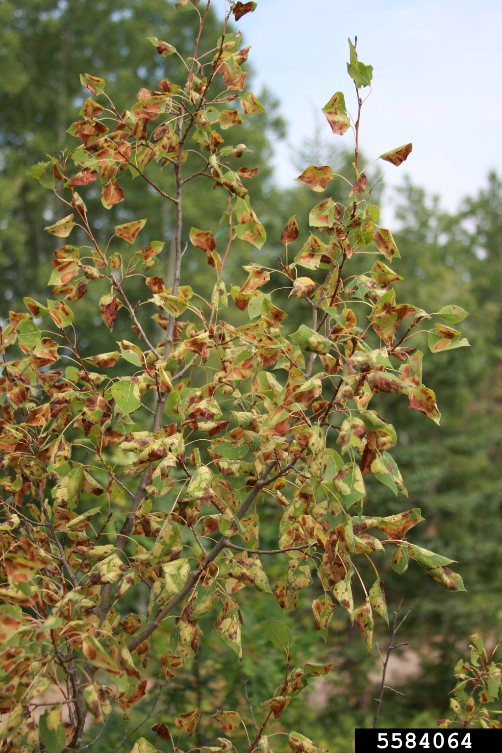 aspen blotchminer (Phyllonorycter apparella)
