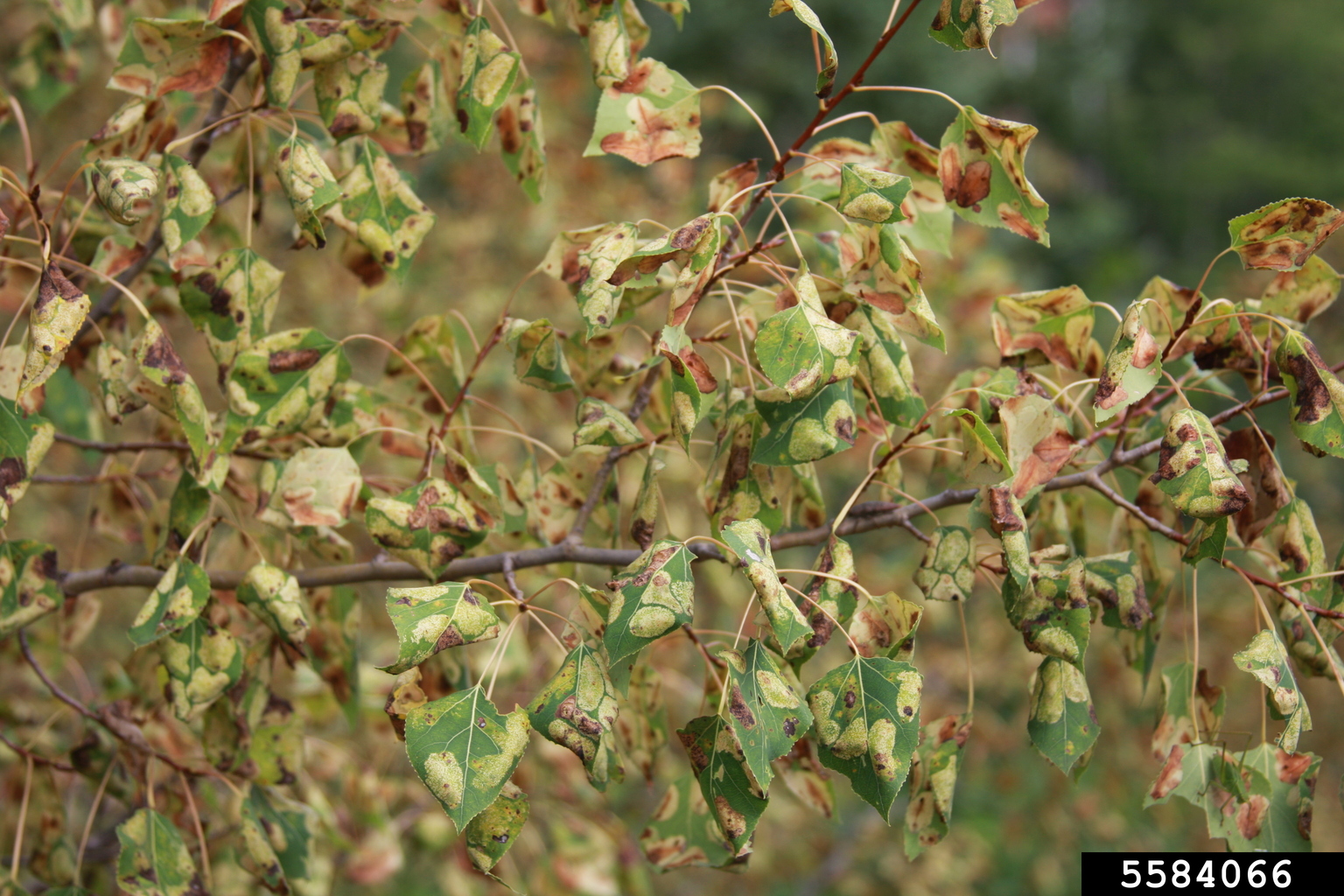 aspen blotchminer (Phyllonorycter apparella)