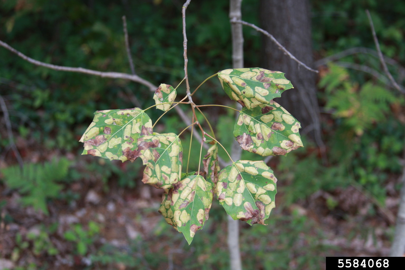 aspen blotchminer (Phyllonorycter apparella (Herrich-Schäffer, 1855))