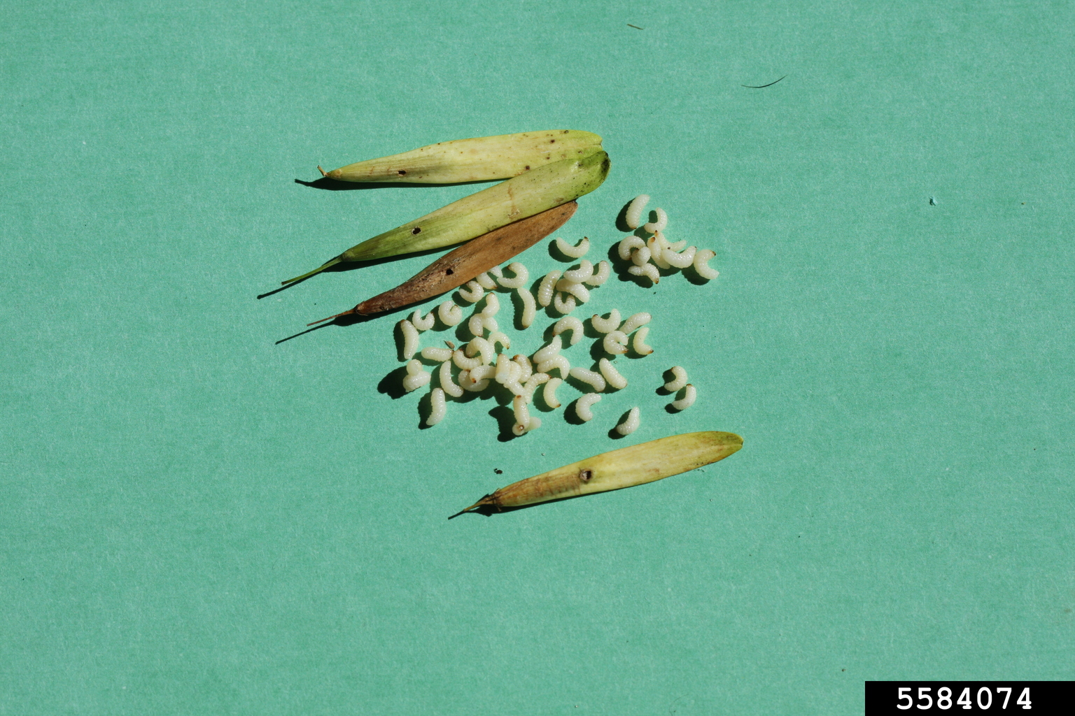 ash seed weevils (Genus Lignyodes Dejean, 1835)