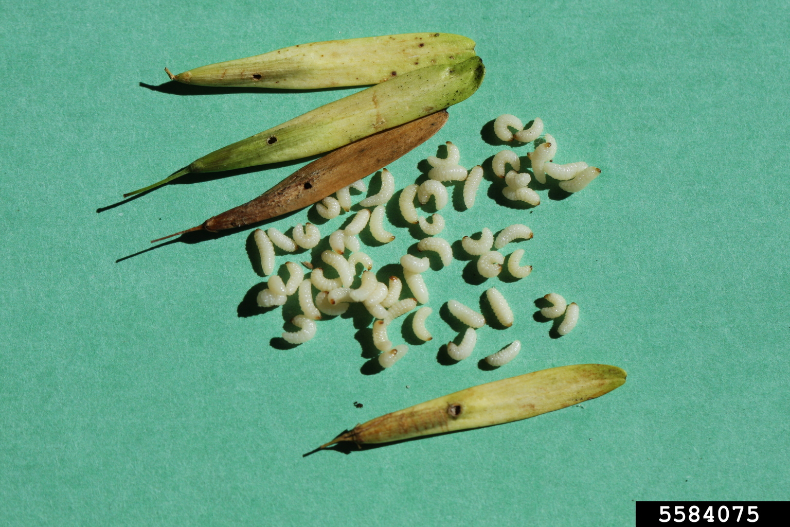 ash seed weevils (Genus Lignyodes)