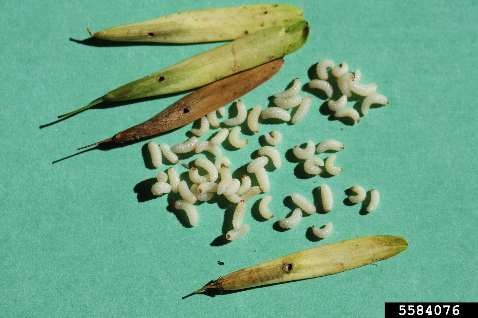 ash seed weevils (Genus Lignyodes)