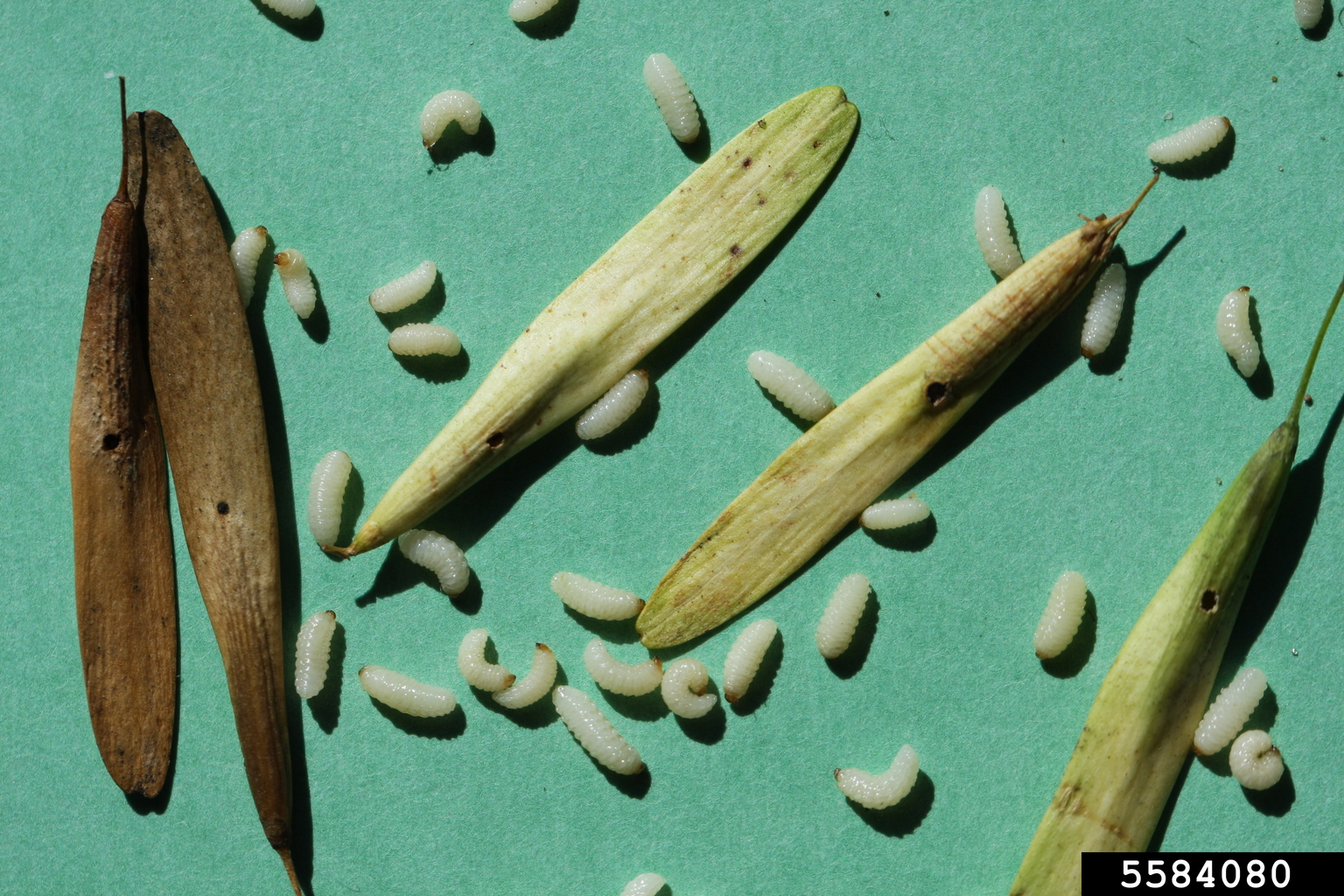 ash seed weevils (Genus Lignyodes)