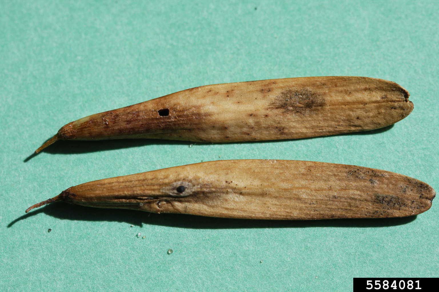 ash seed weevils (Genus Lignyodes)