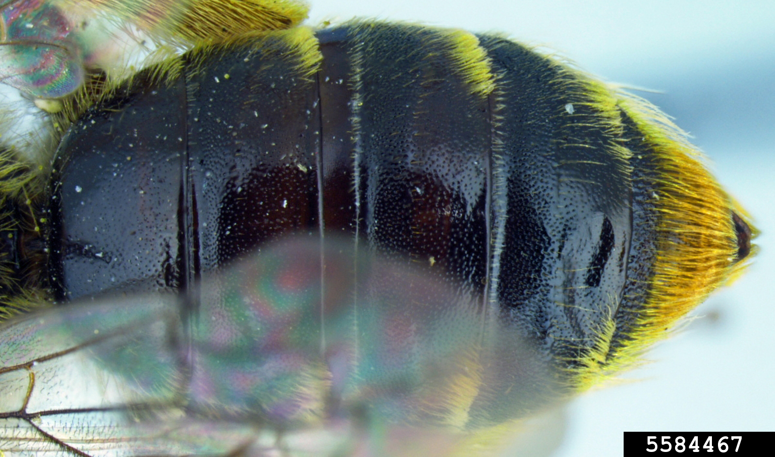 willow mining bee (Andrena salicifloris)