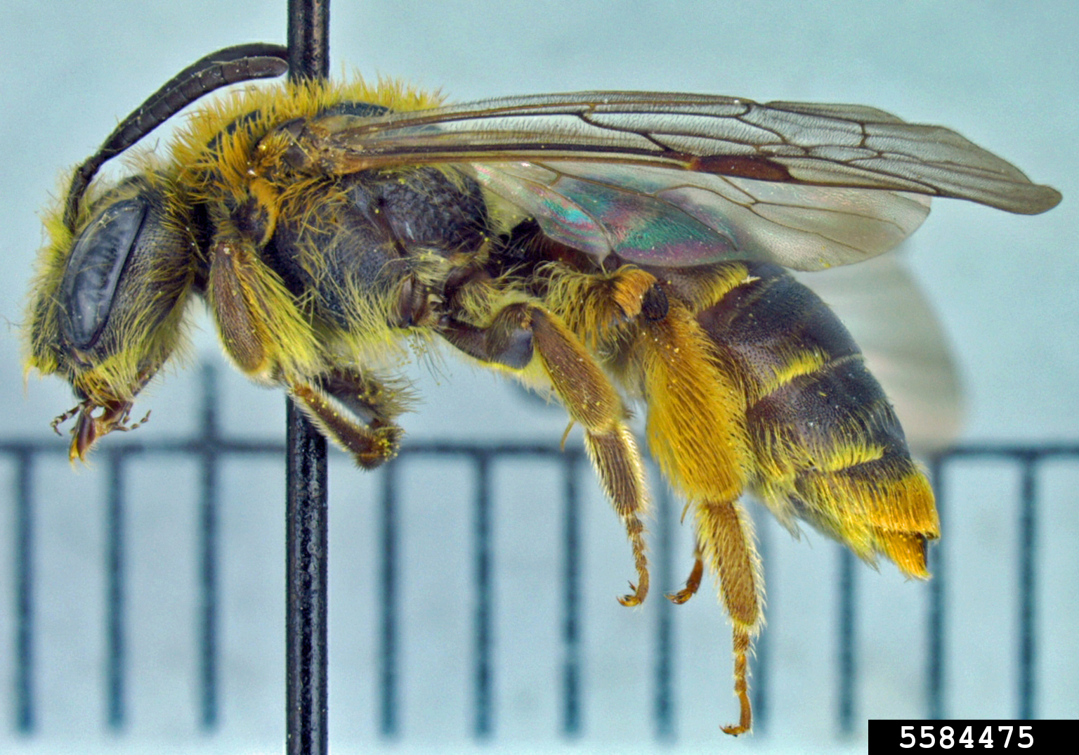 willow mining bee (Andrena salicifloris Cockerell, 1897)