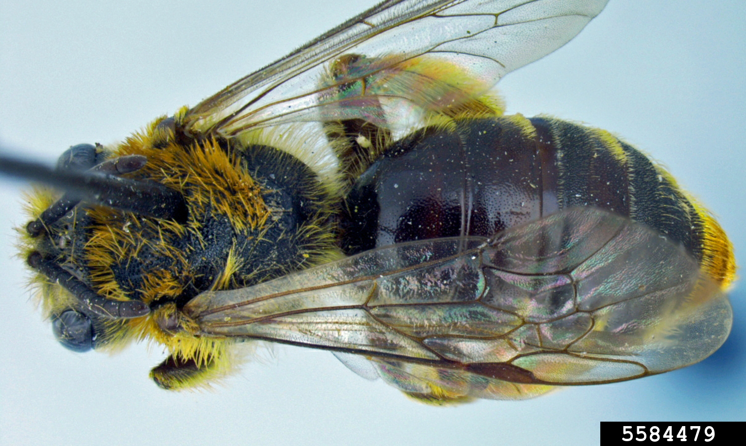 willow mining bee (Andrena salicifloris Cockerell, 1897)