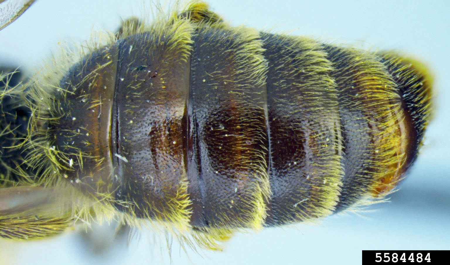 willow mining bee (Andrena salicifloris Cockerell, 1897)