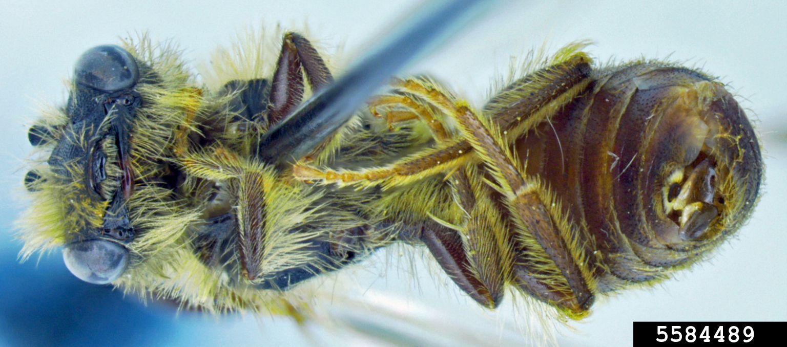 willow mining bee (Andrena salicifloris Cockerell, 1897)