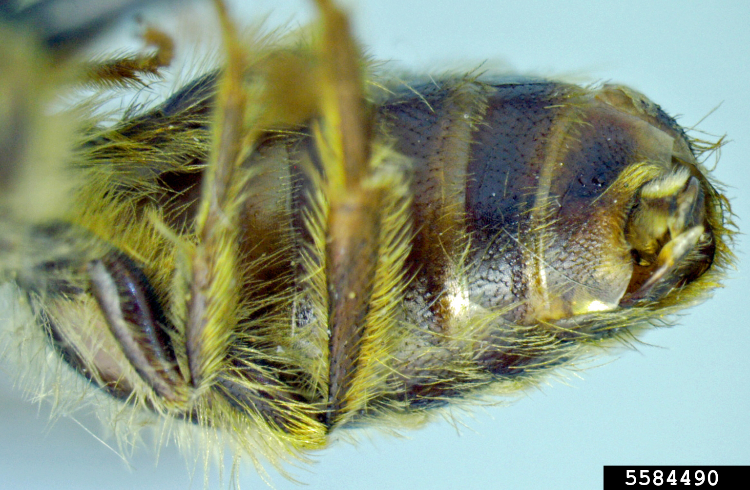 willow mining bee (Andrena salicifloris)