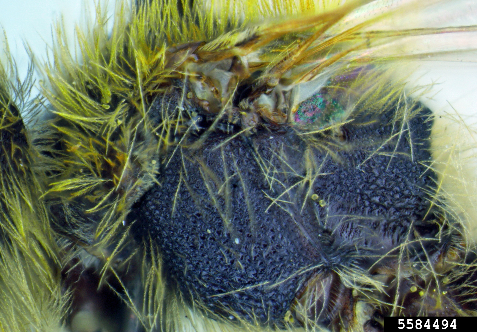 willow mining bee (Andrena salicifloris Cockerell, 1897)