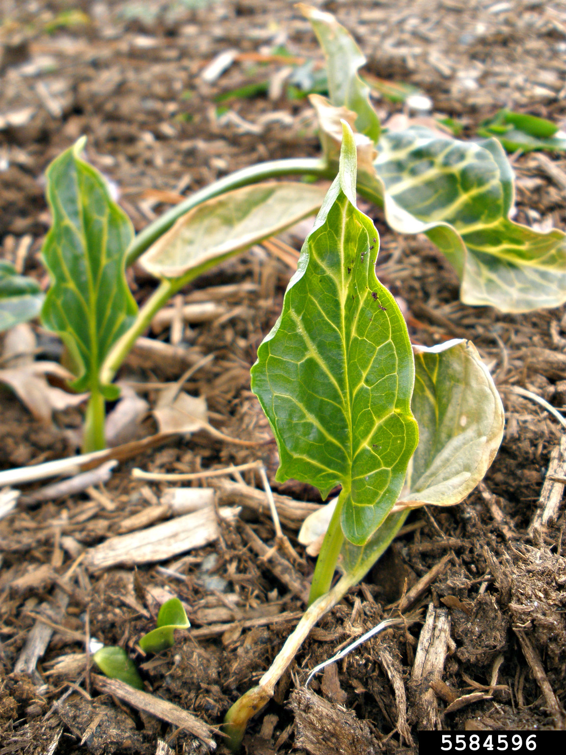 Italian arum (Arum italicum)