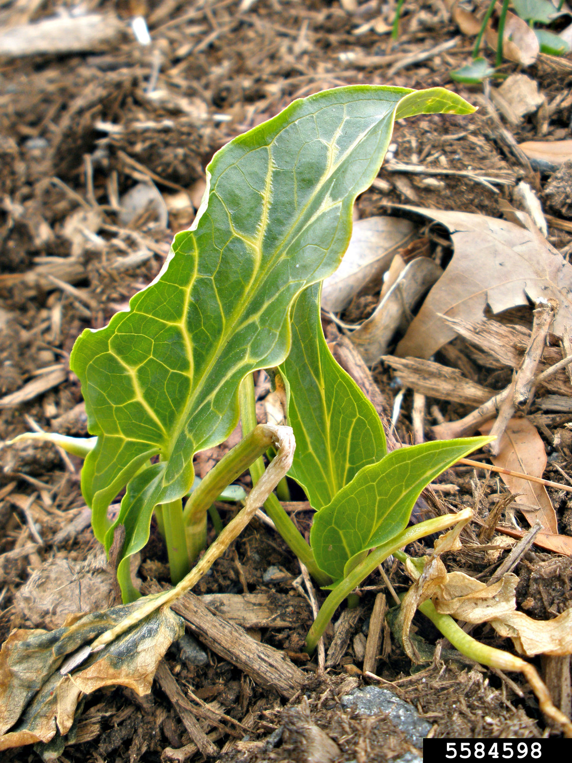 Italian arum (Arum italicum)