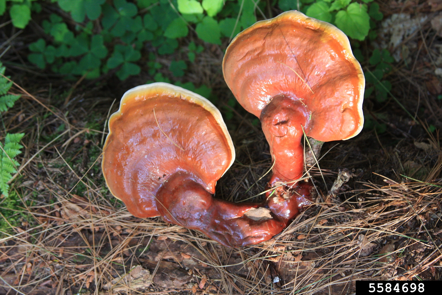 hemlock varnish shelf (Ganoderma tsugae ) on eastern hemlock (Tsuga ...