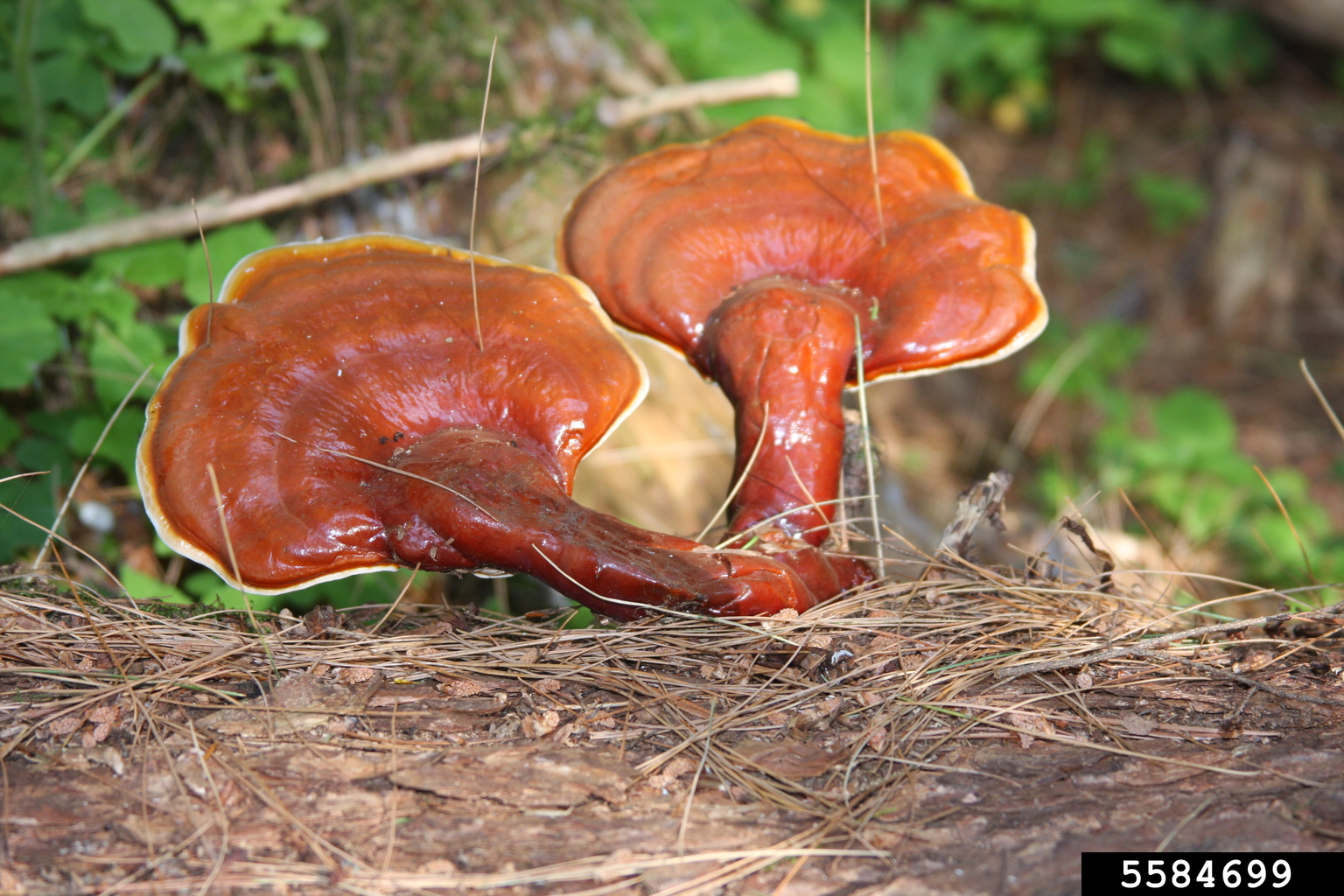 hemlock varnish shelf (Ganoderma tsugae Murrill)