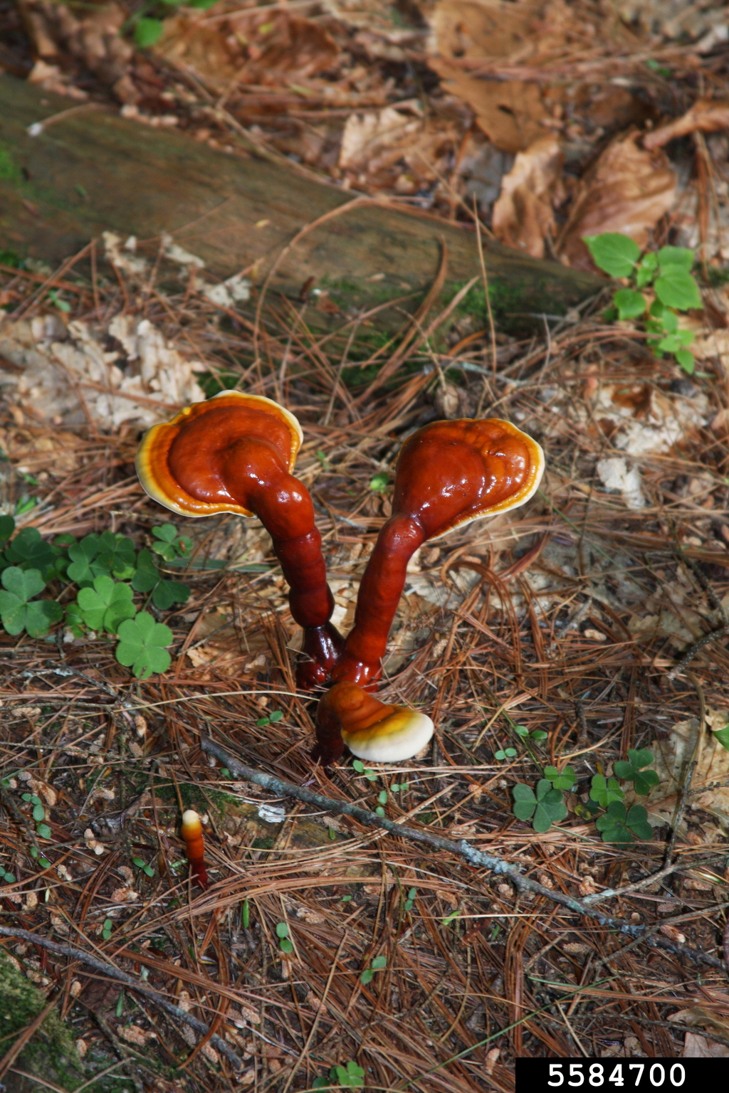 hemlock varnish shelf (Ganoderma tsugae)