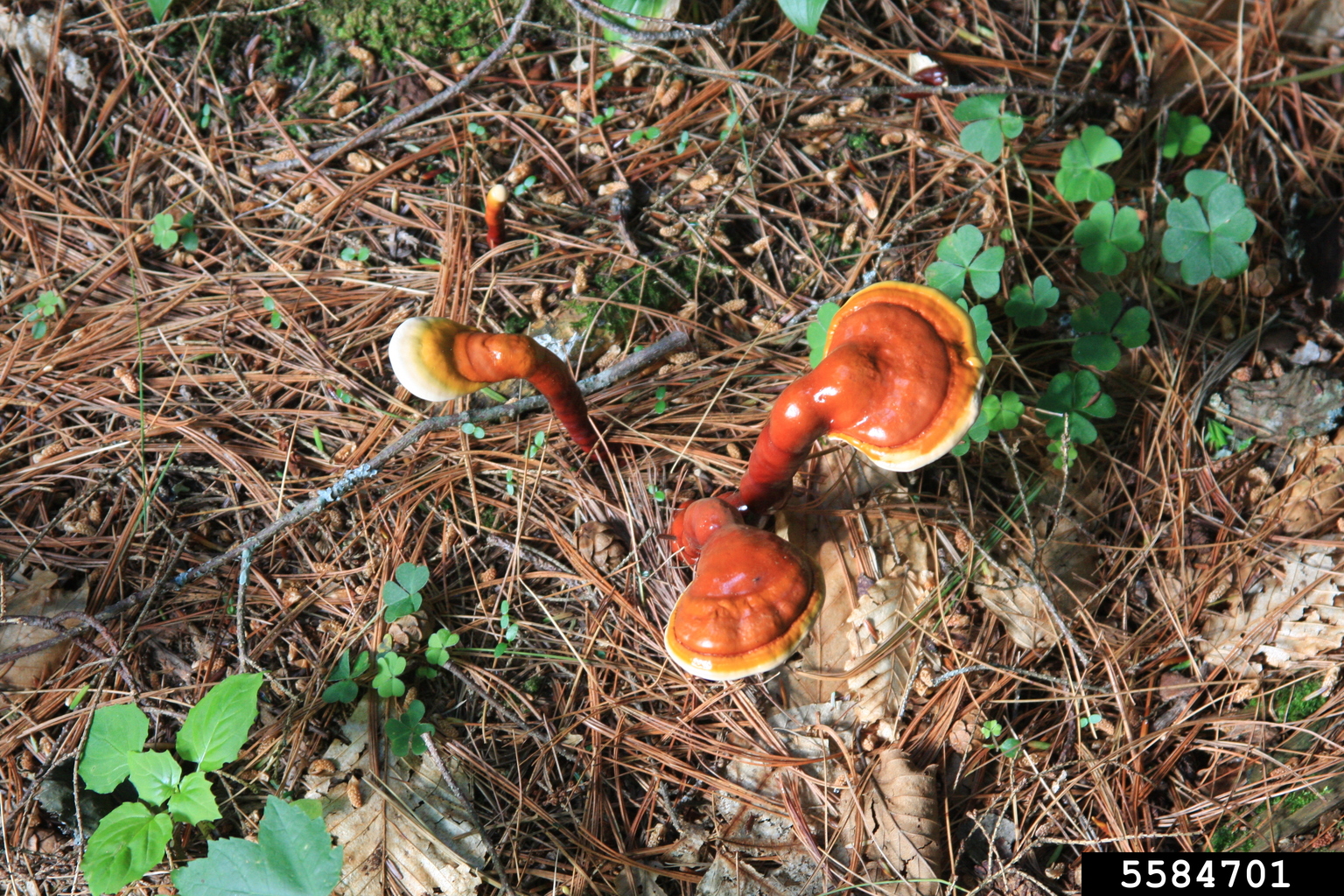 hemlock varnish shelf (Ganoderma tsugae Murrill)
