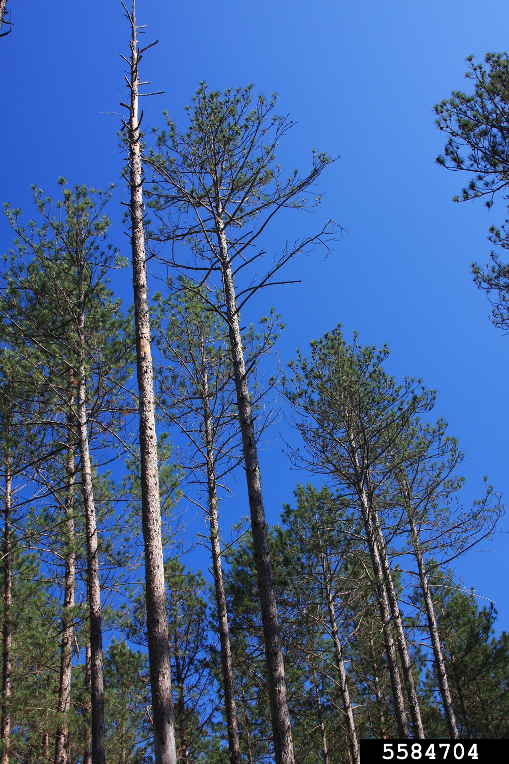 root diseases and rots (general)