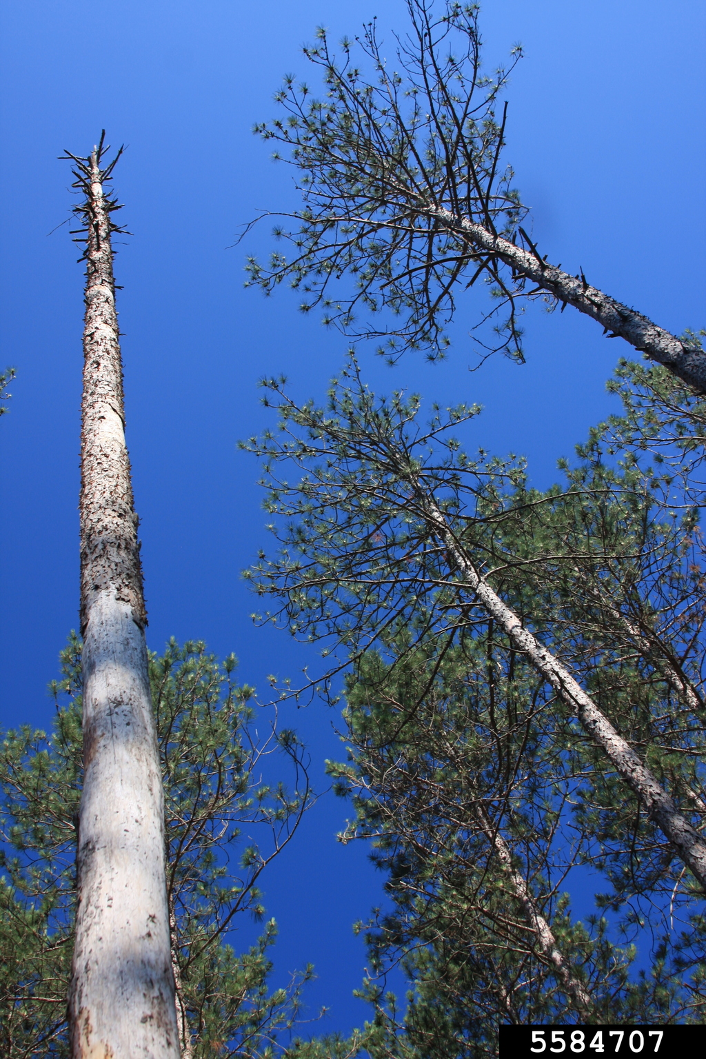 root diseases and rots on red pine (Pinus resinosa ) - 5584707