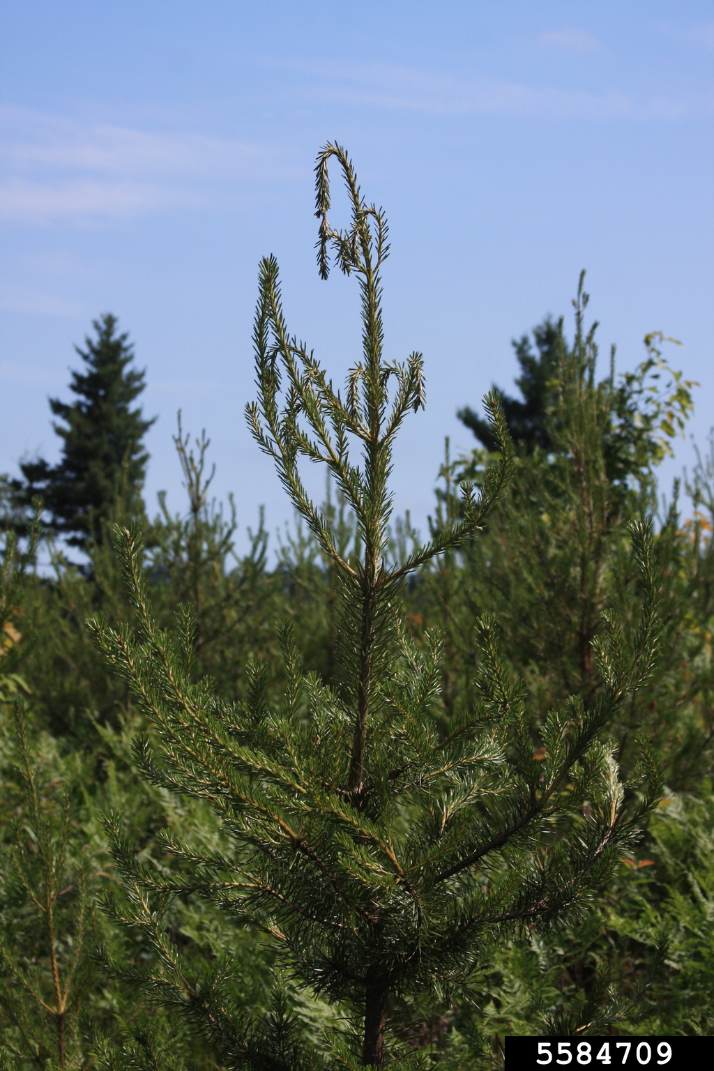 white pine weevil (Pissodes strobi)